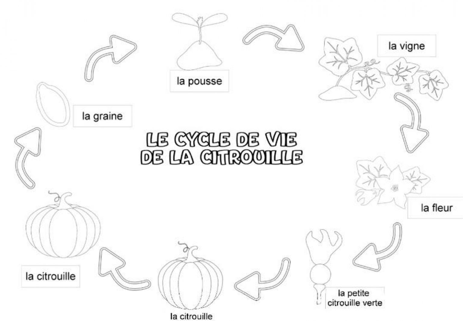 Exercices synthèse cycle de la citrouille - Sciences CE1, CE2, CM1, CM2 ...
