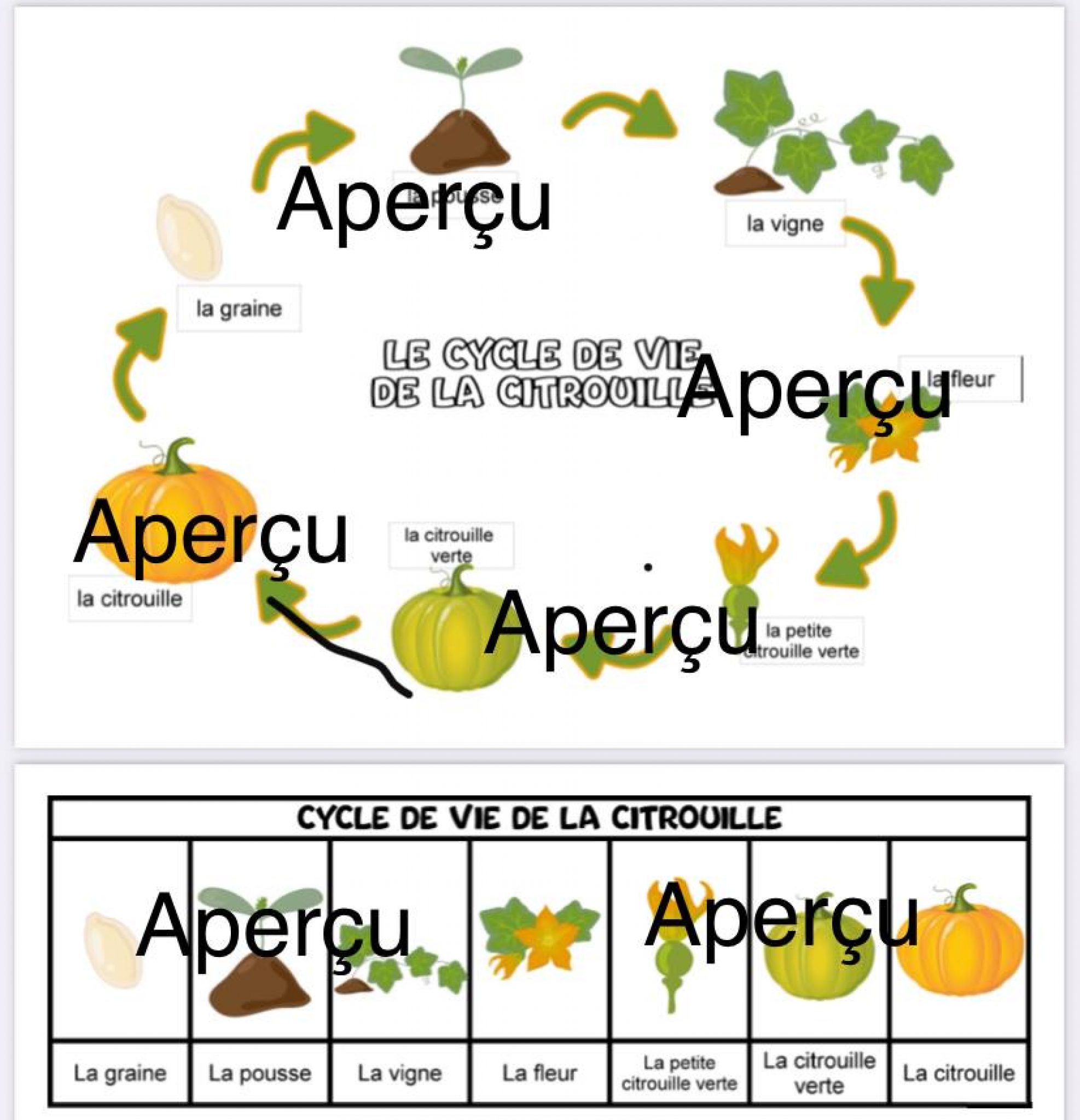 Exercices synthèse cycle de la citrouille - Sciences CE1, CE2, CM1, CM2 ...