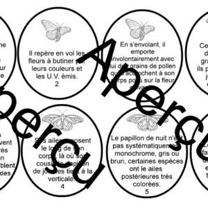 Lapbook sur le papillon (cycle + infos) - Sciences CP - La Salle des ...