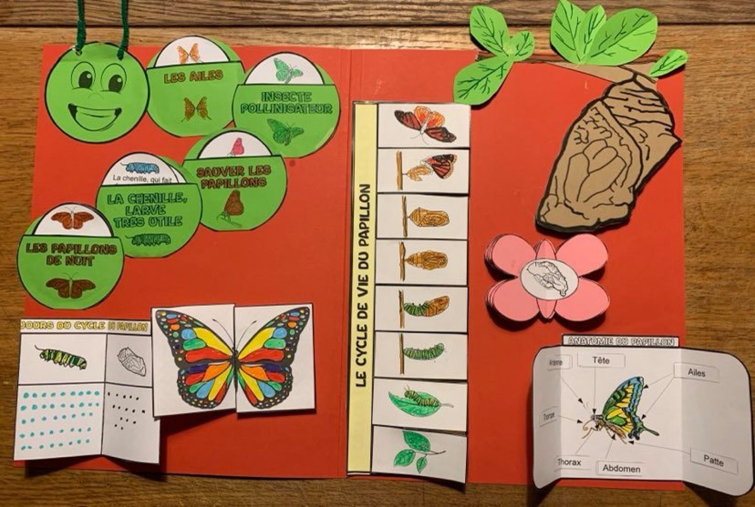 Lapbook sur le papillon (cycle + infos) - Sciences CP - La Salle des ...
