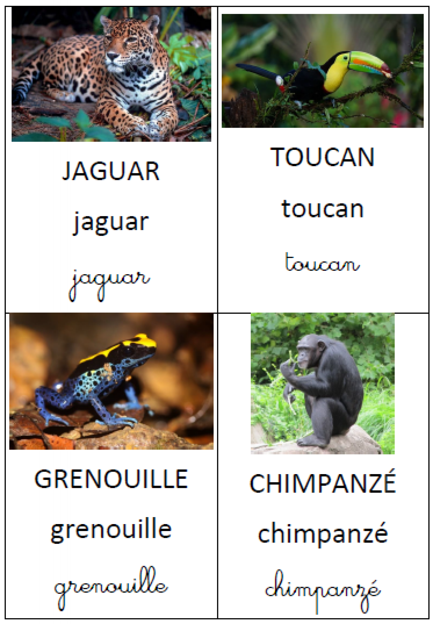 Imagier Les animaux de la jungle - CE1, CP, Grande Section, Maternelle ...