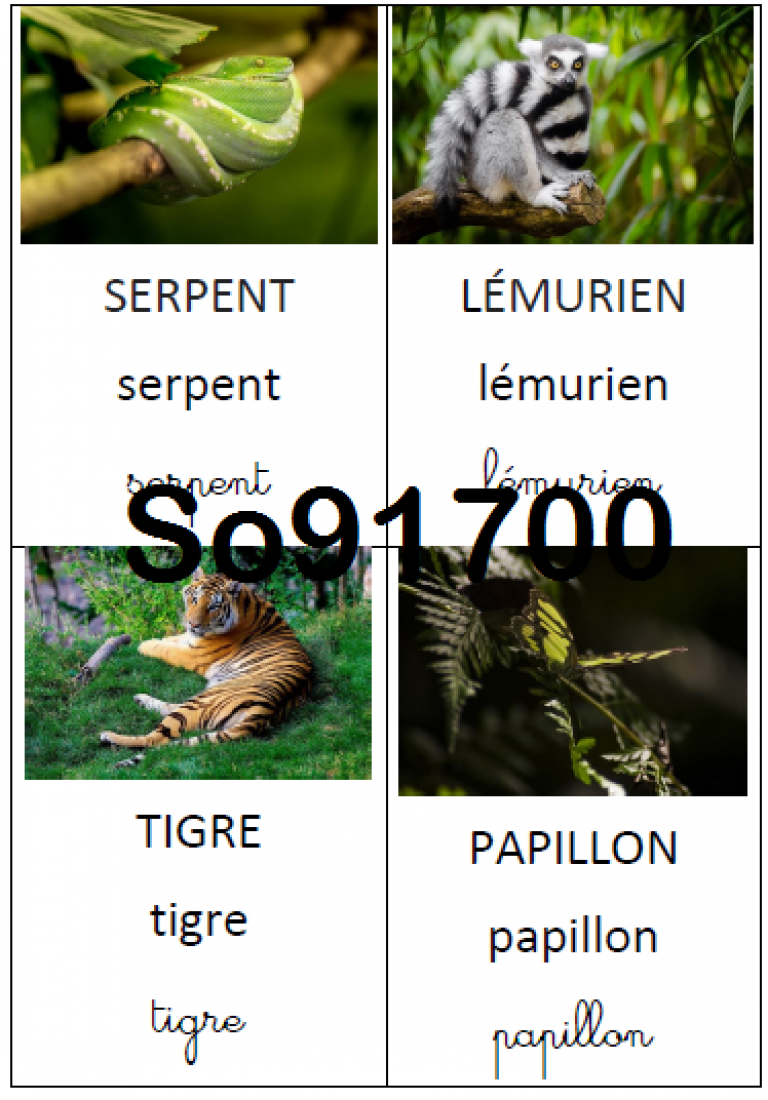 Imagier Les animaux de la jungle - CE1, CP, Grande Section, Maternelle ...