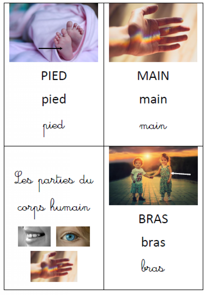 Imagier Les parties du corps humain - CE1, CP, Grande Section ...