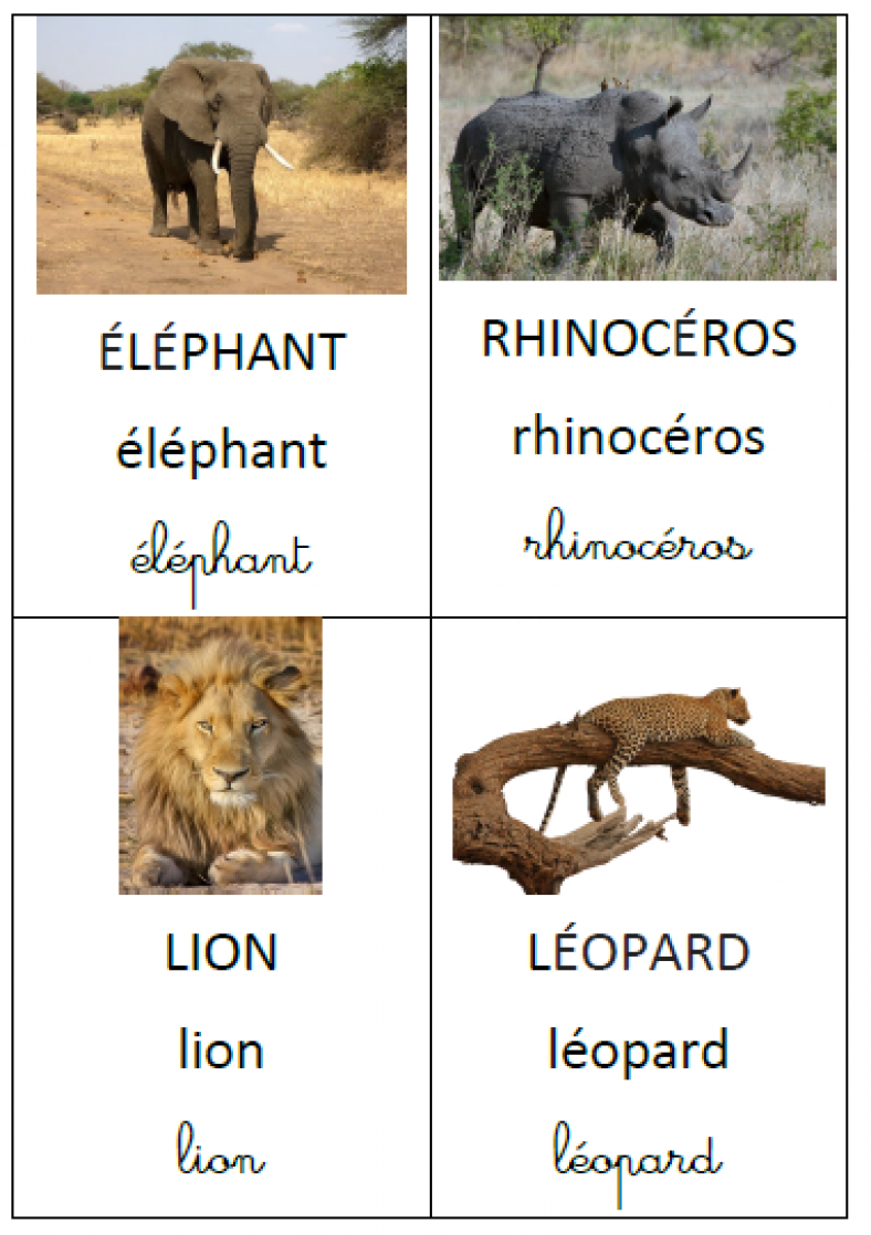Imagier Les animaux de la savane - CE1, CP, Grande Section, Maternelle ...