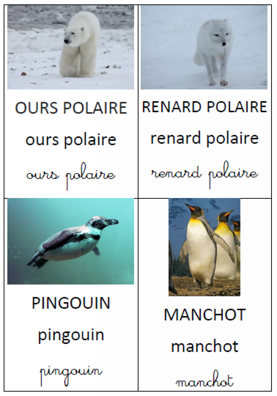 Imagier Les animaux polaires - CE1, CP, Grande Section, Maternelle ...