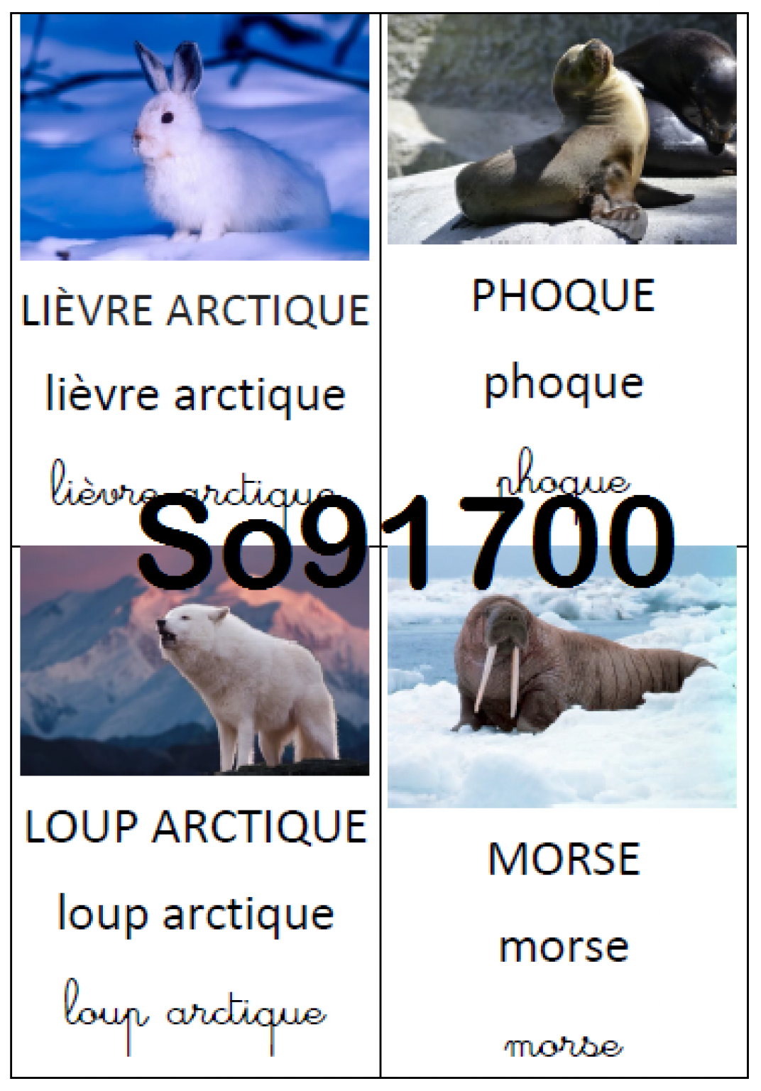 Imagier Les animaux polaires - CE1, CP, Grande Section, Maternelle ...