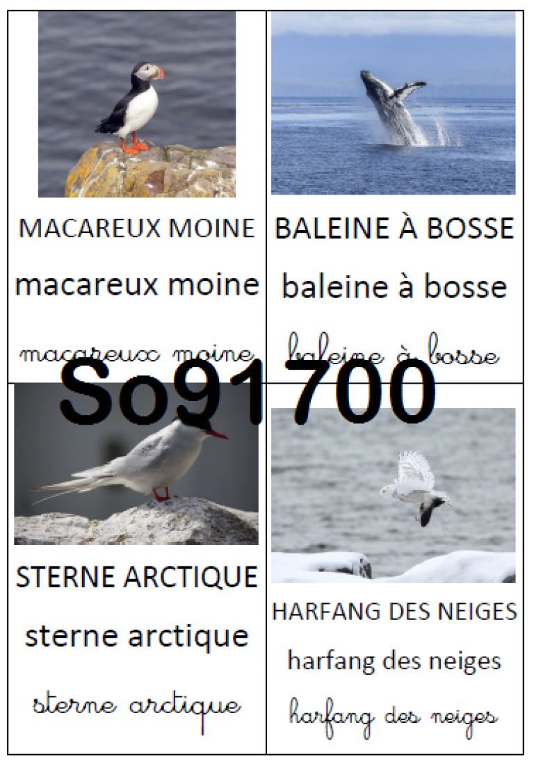 Imagier Les animaux polaires - CE1, CP, Grande Section, Maternelle ...
