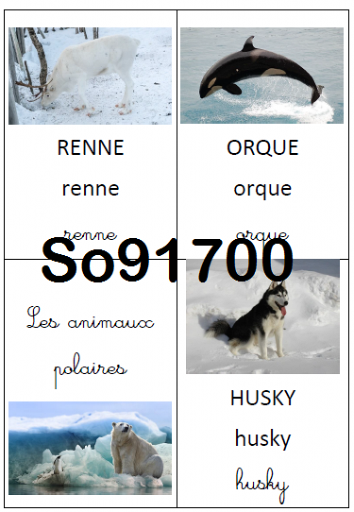 Imagier Les animaux polaires - CE1, CP, Grande Section, Maternelle ...