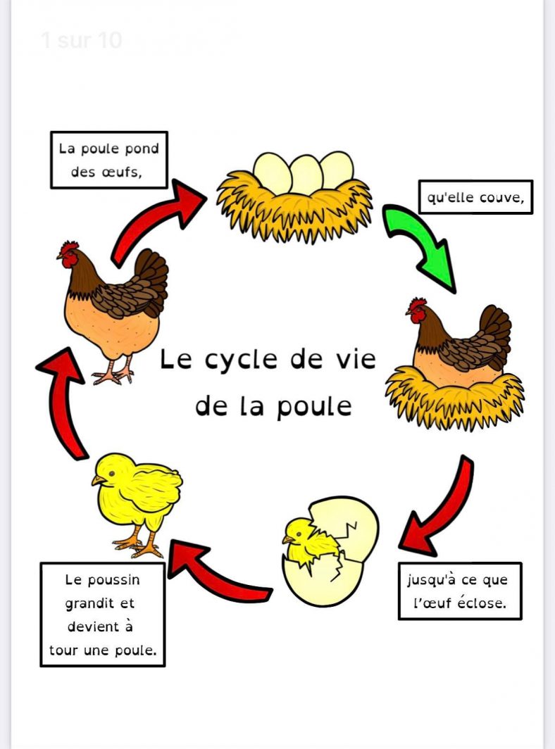 cycle de la poule, évolution du poussin dans l'œuf - Sciences CP - La ...