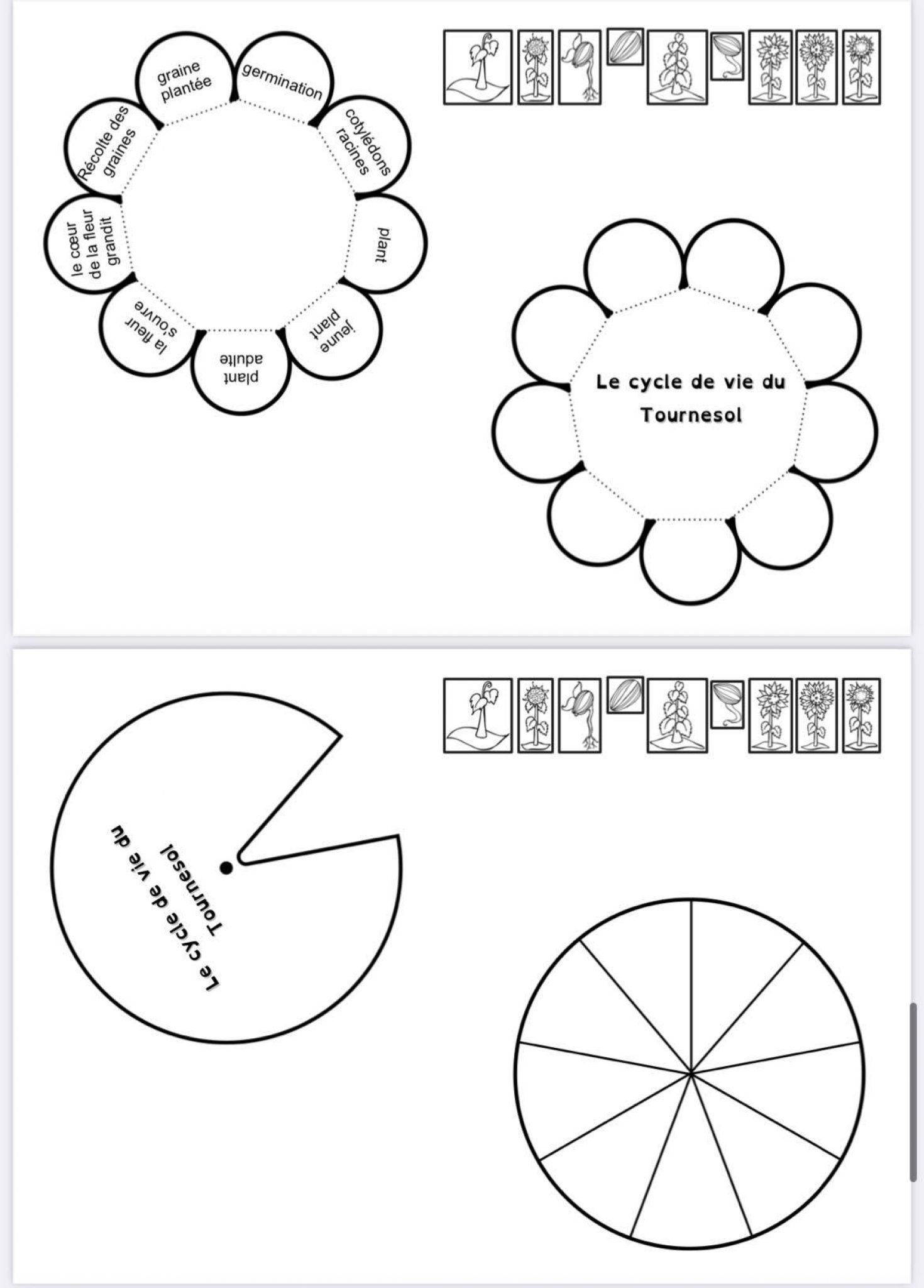 le cycle de vie du tournesol - Lecture, Sciences CE1, CP - La Salle des ...