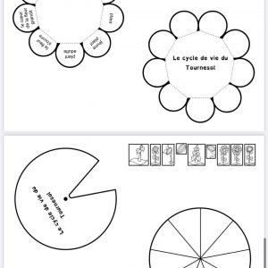 le cycle de vie du tournesol - Lecture, Sciences CE1, CP - La Salle des ...