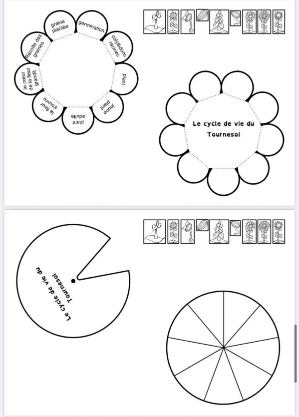 le cycle de vie du tournesol - Lecture, Sciences CE1, CP - La Salle des ...