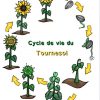 le cycle de vie du tournesol - Lecture, Sciences CE1, CP - La Salle des ...