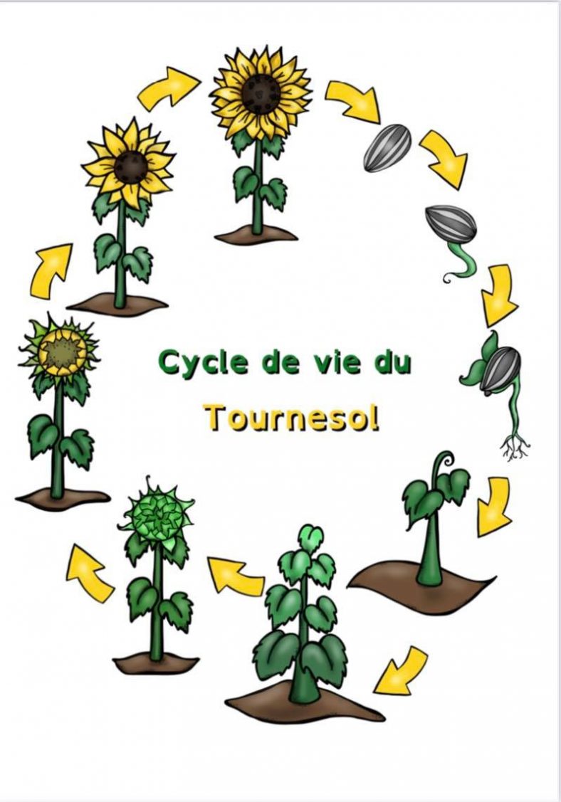 le cycle de vie du tournesol - Lecture, Sciences CP, CE1 - La Salle des ...