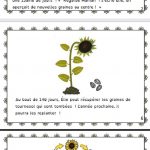 le cycle de vie du tournesol - Lecture, Sciences CE1, CP - La Salle des ...