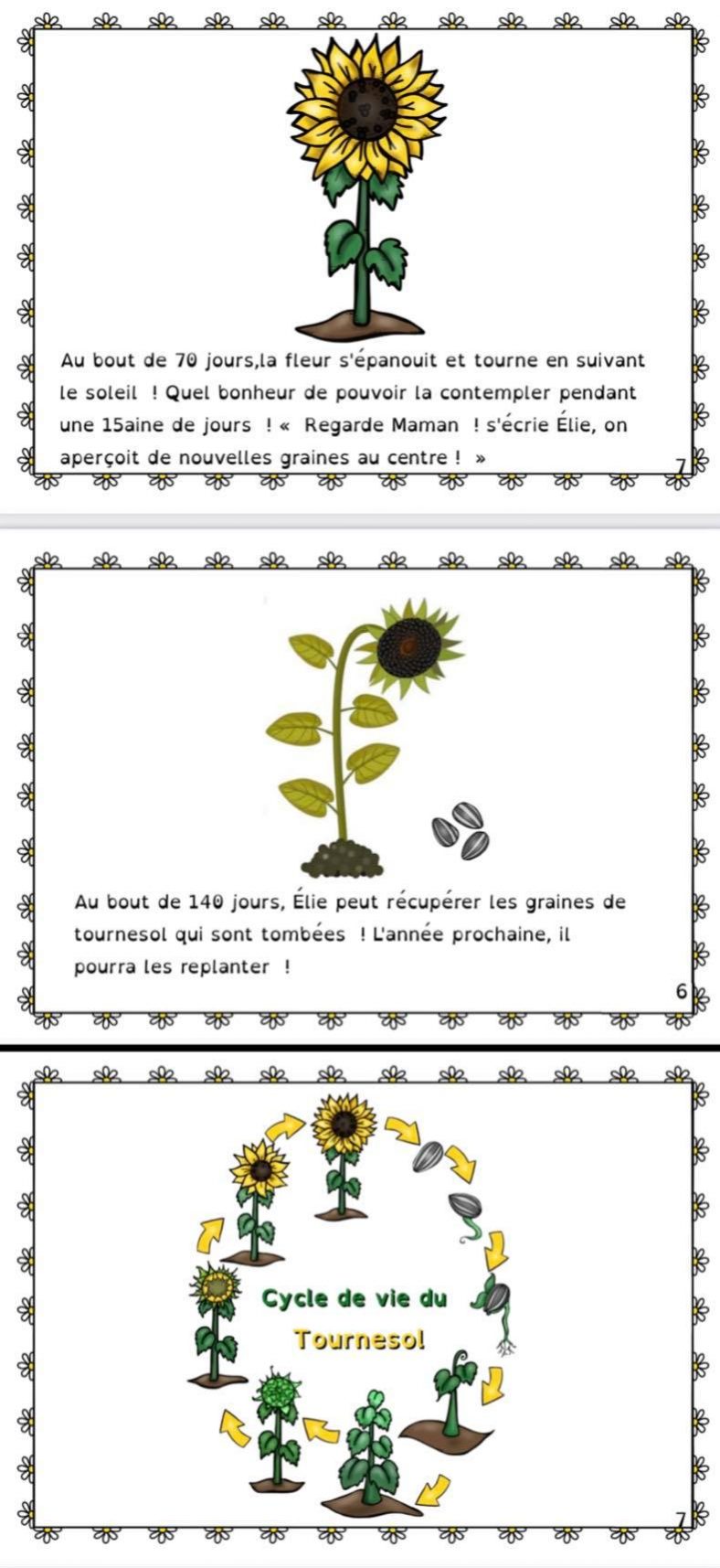 le cycle de vie du tournesol - Lecture, Sciences CE1, CP - La Salle des ...