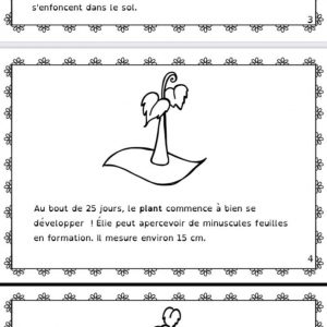 le cycle de vie du tournesol - Lecture, Sciences CE1, CP - La Salle des ...