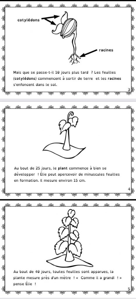 Feuille De Travail Sur Le Cycle De Vie Des Plantes Pour Les Enfants