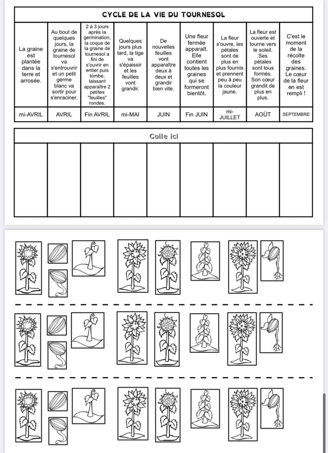 le cycle de vie du tournesol - Lecture, Sciences CE1, CP - La Salle des ...