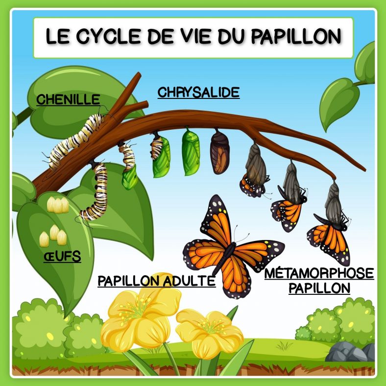 LE CYCLES DE VIE DU PAPILLON - AFFICHAGE ET ATELIERS DE MANIPULATIONS ...