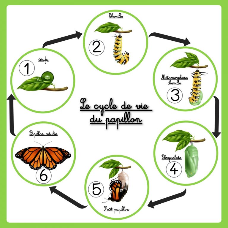 LE CYCLES DE VIE DU PAPILLON - AFFICHAGE ET ATELIERS DE MANIPULATIONS ...