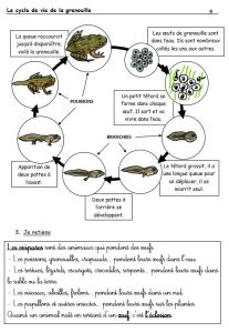 Questionner le monde du vivant au cycle 2 - Sciences CE1, CE2, CP, Pour ...