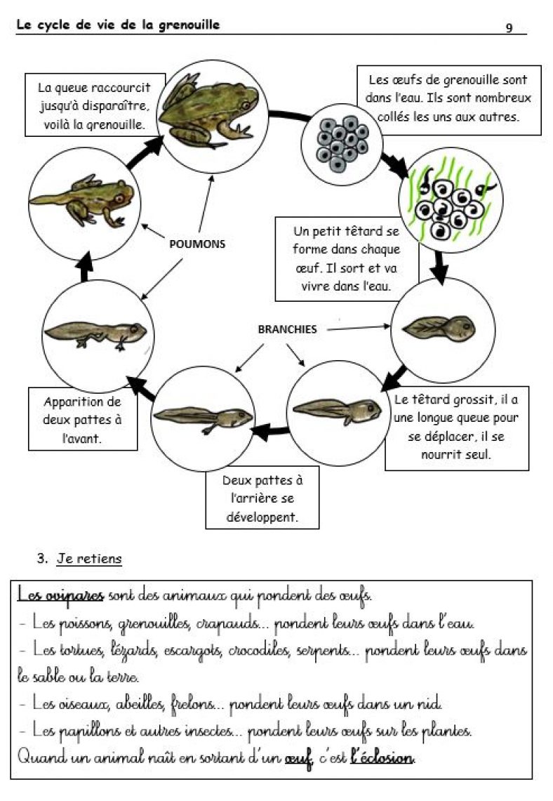 Questionner le monde du vivant au cycle 2 - Sciences CP, Pour les ...