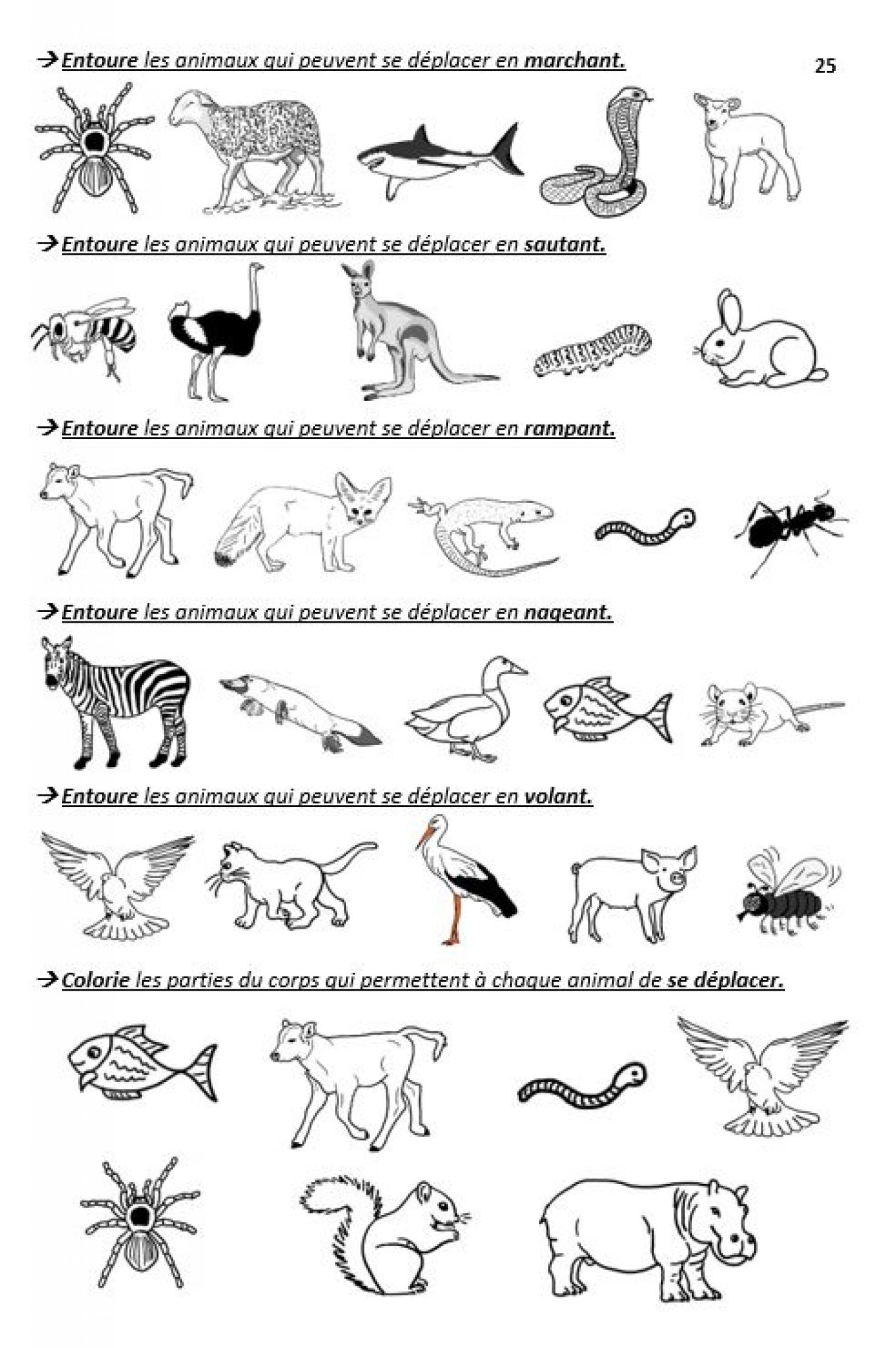 Questionner le monde du vivant au cycle 2 - Sciences CE1, CE2, CP, Pour ...