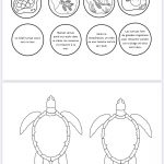 Activité lecture et lapbook sur les tortues - Lecture, Sciences CE1 ...