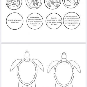 Activité lecture et lapbook sur les tortues - Lecture, Sciences CE1 ...
