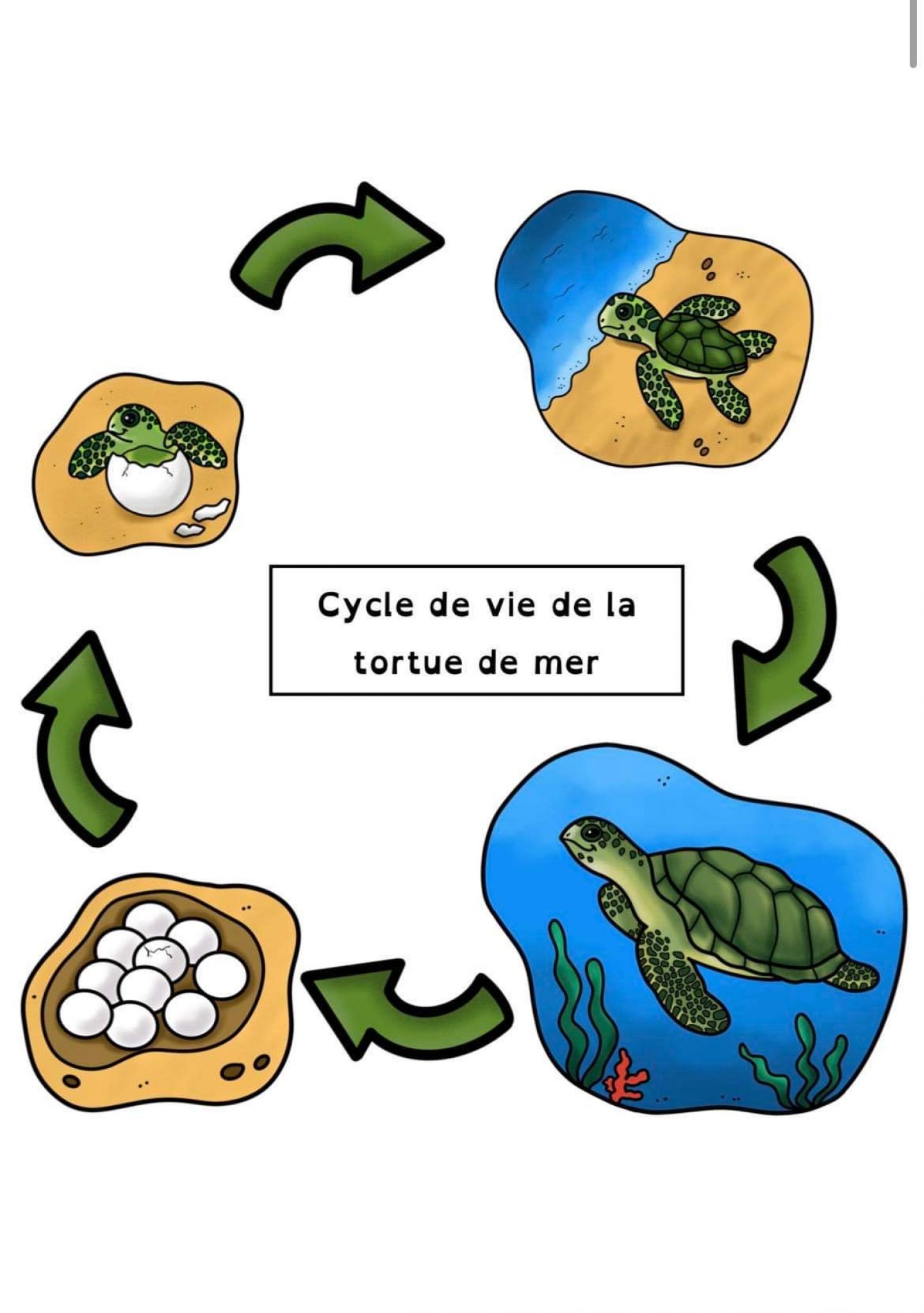 Activité lecture et lapbook sur les tortues - Lecture, Sciences CE1 ...