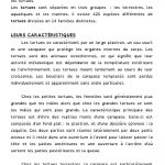 Activité lecture et lapbook sur les tortues - Lecture, Sciences CE1 ...