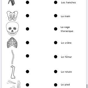 squelette descriptif et exercices - Sciences CE1, CE2, CP - La Salle ...