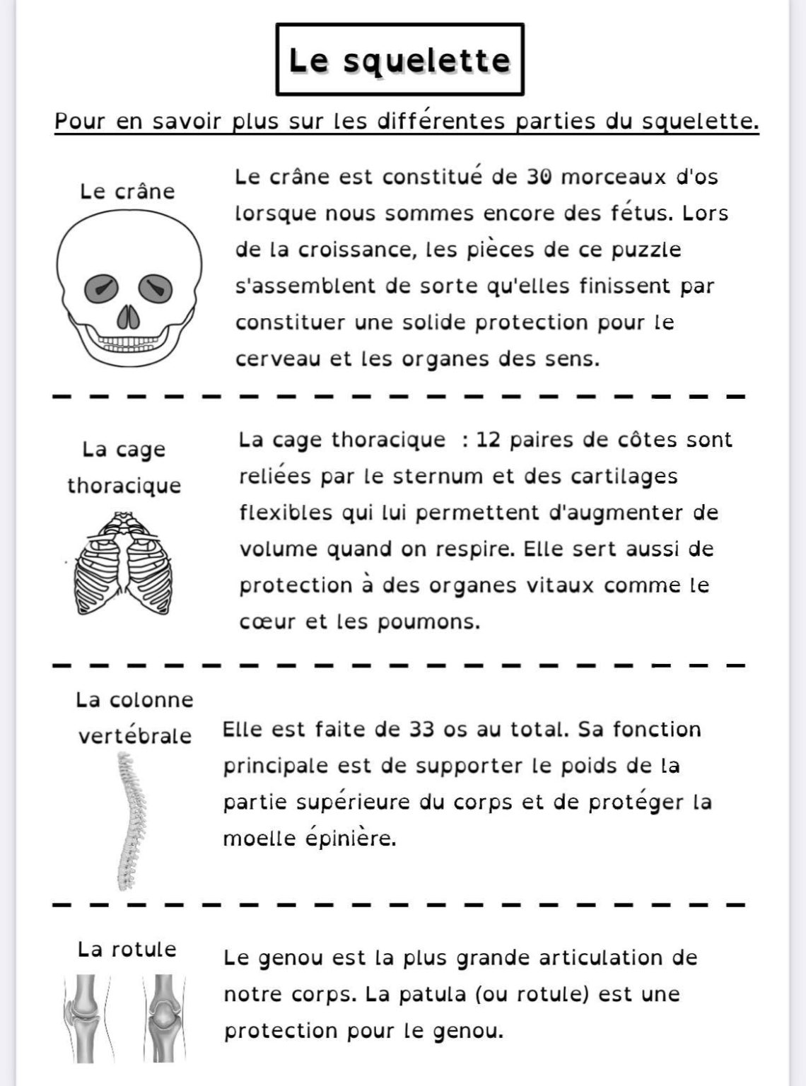 squelette descriptif et exercices - Sciences CE1, CE2, CP - La Salle ...