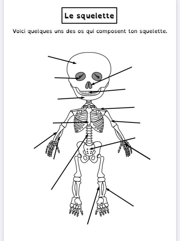 squelette descriptif et exercices - Sciences CE1, CE2, CP - La Salle ...