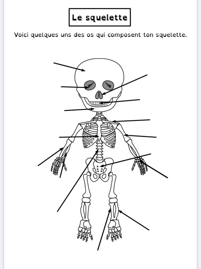 squelette descriptif et exercices - Sciences CE1, CE2, CP - La Salle ...
