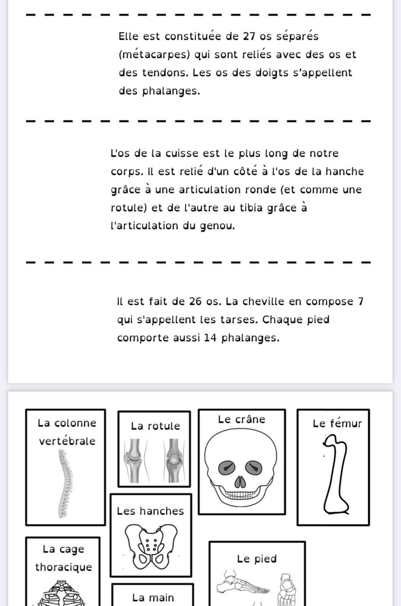 squelette descriptif et exercices - Sciences CE1, CE2, CP - La Salle ...