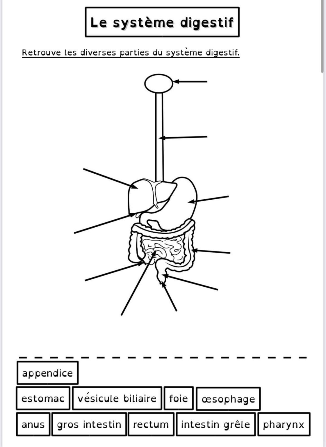 exercices sur le système digestif - Geographie CE1, CP - La Salle des ...