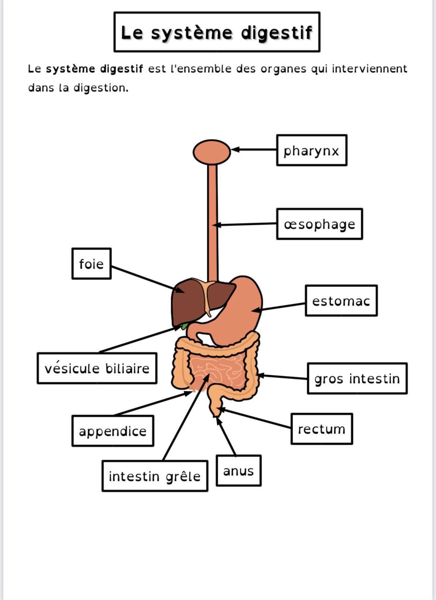 exercices sur le système digestif - Geographie CE1, CP - La Salle des ...